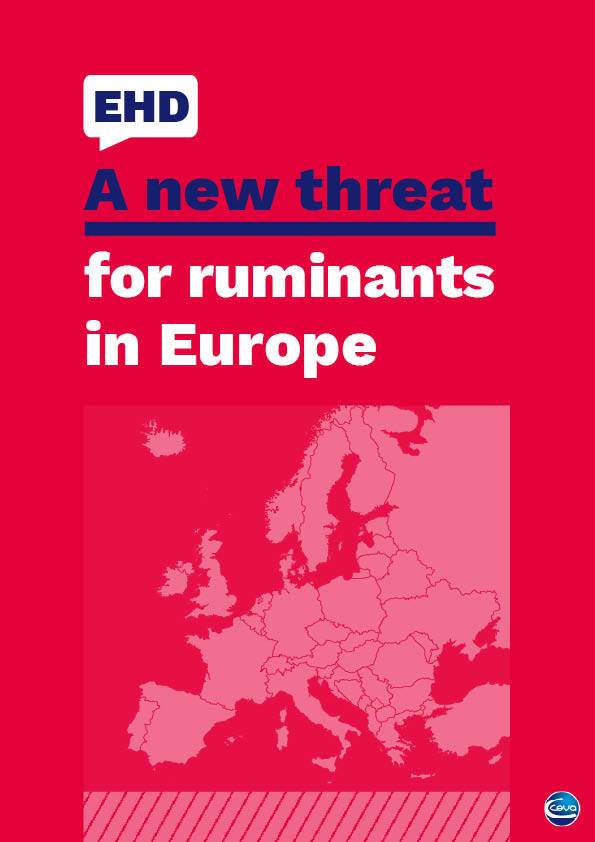 EHD: a new threat for ruminants in Europe